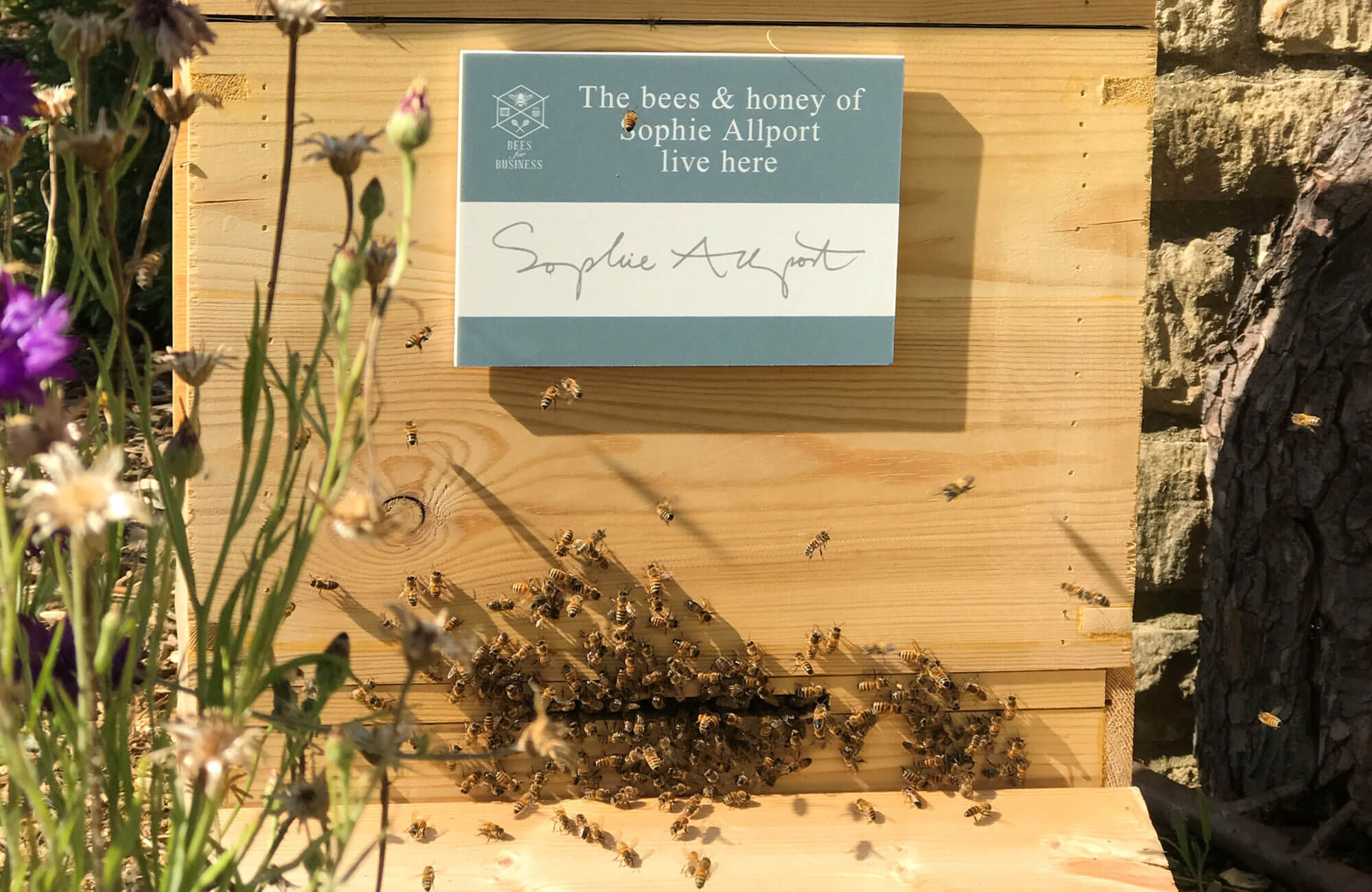 10 Bee-autiful Bee Facts | Sophie Allport