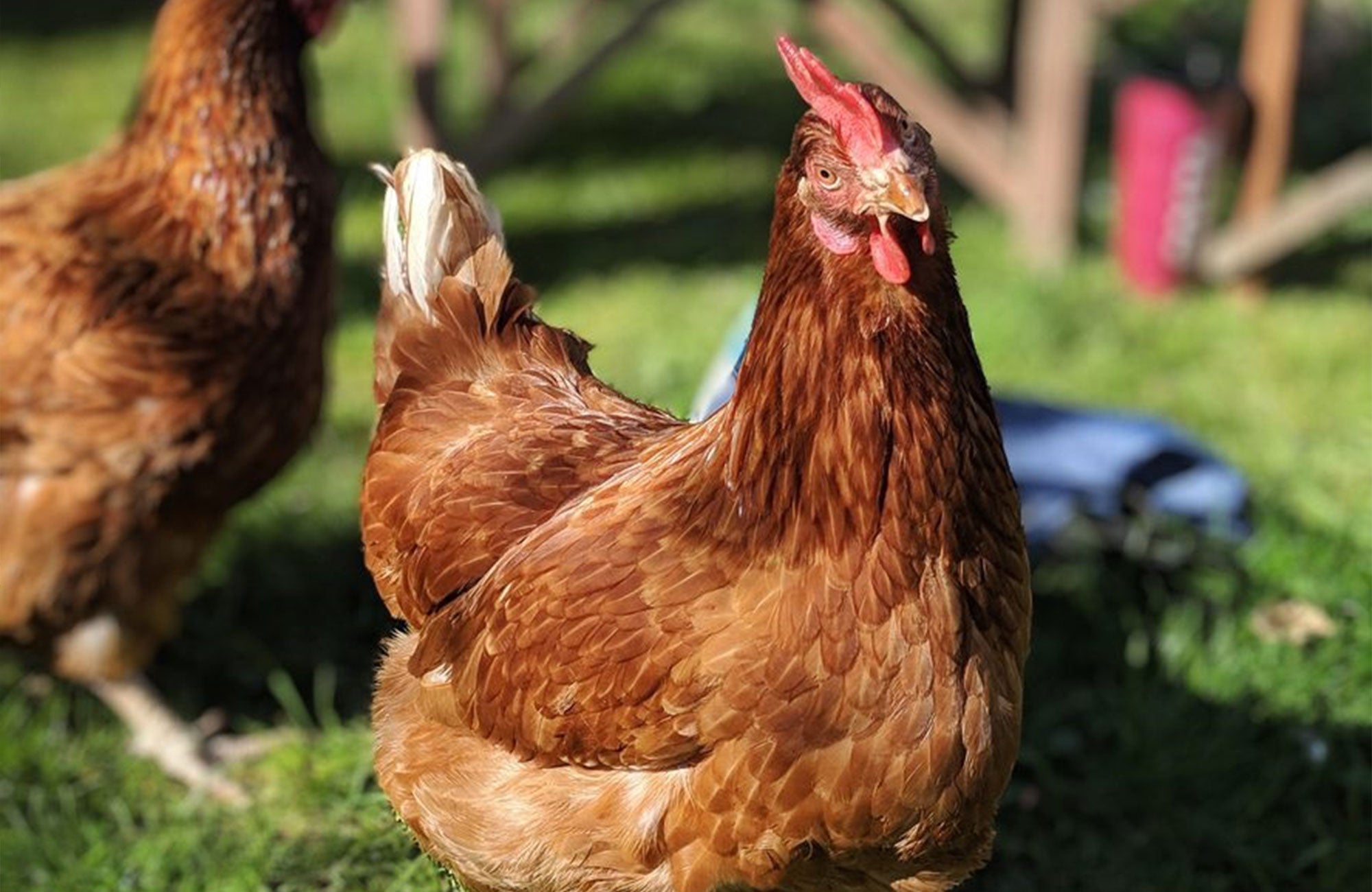 A Beginner’s Guide To Adopting Hens