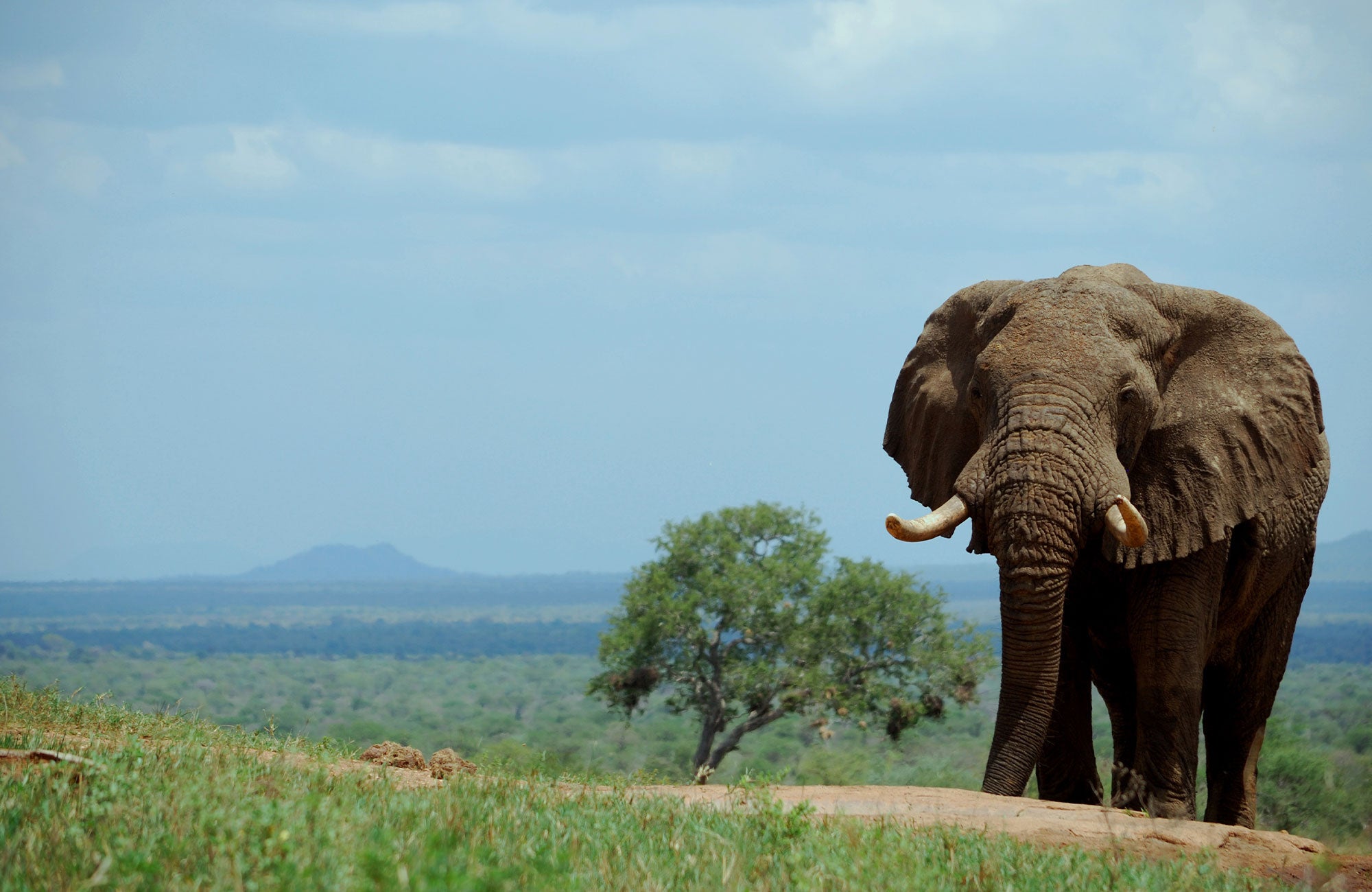 Top 10 Elephant Facts